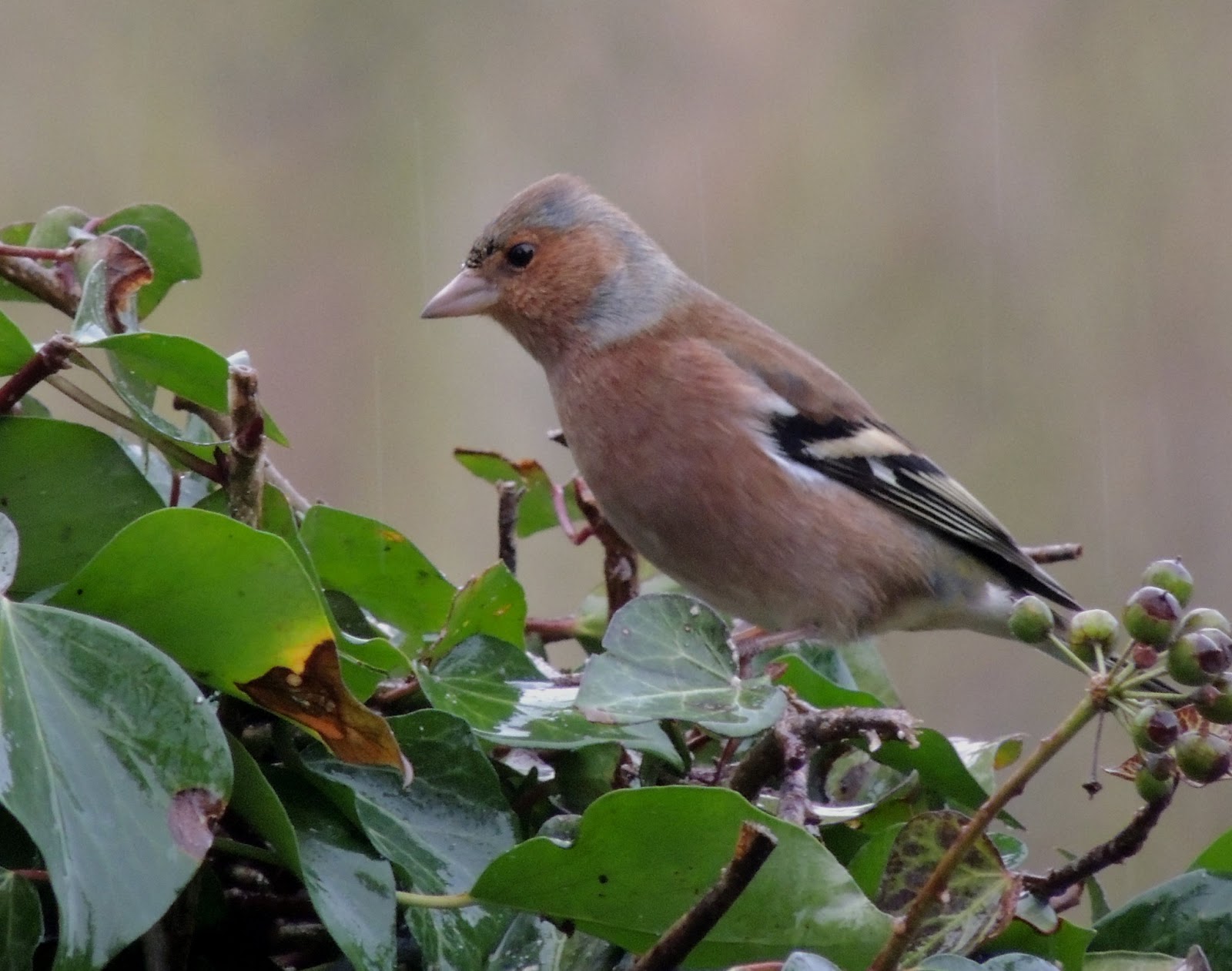 FELIPECHE VIDEO: Pinson des arbres, mâle et femelle