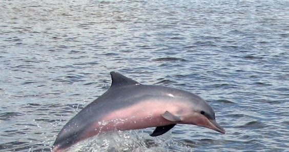 Animales y Plantas de Perú PLAAN: Delfín Gris de la Amazonía - Sotalia ...