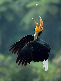 Otong Bontot AR: Enggang Gading