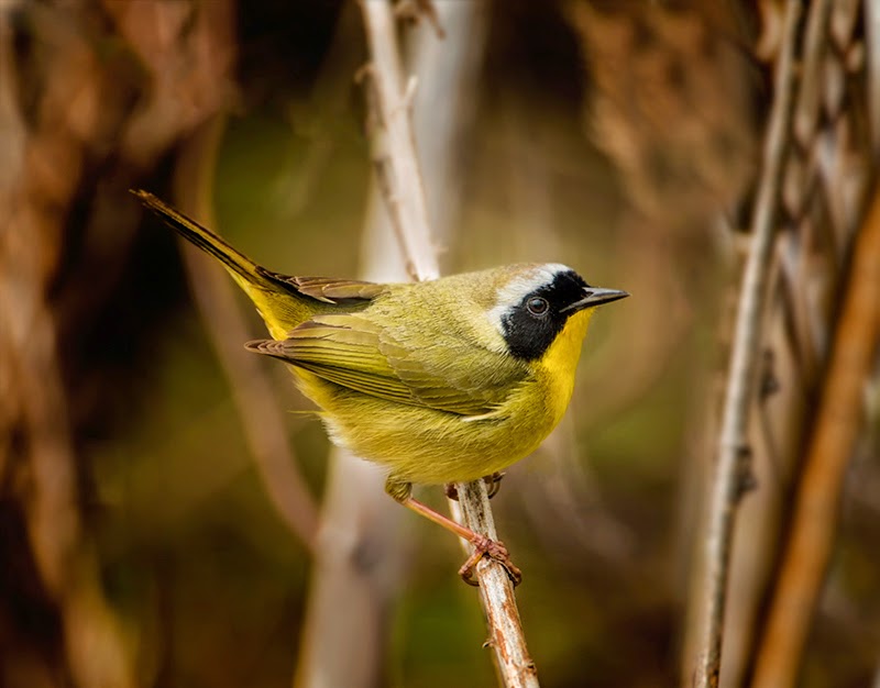 NatureShots by Terri & David Norris: Cedar Bog Birds