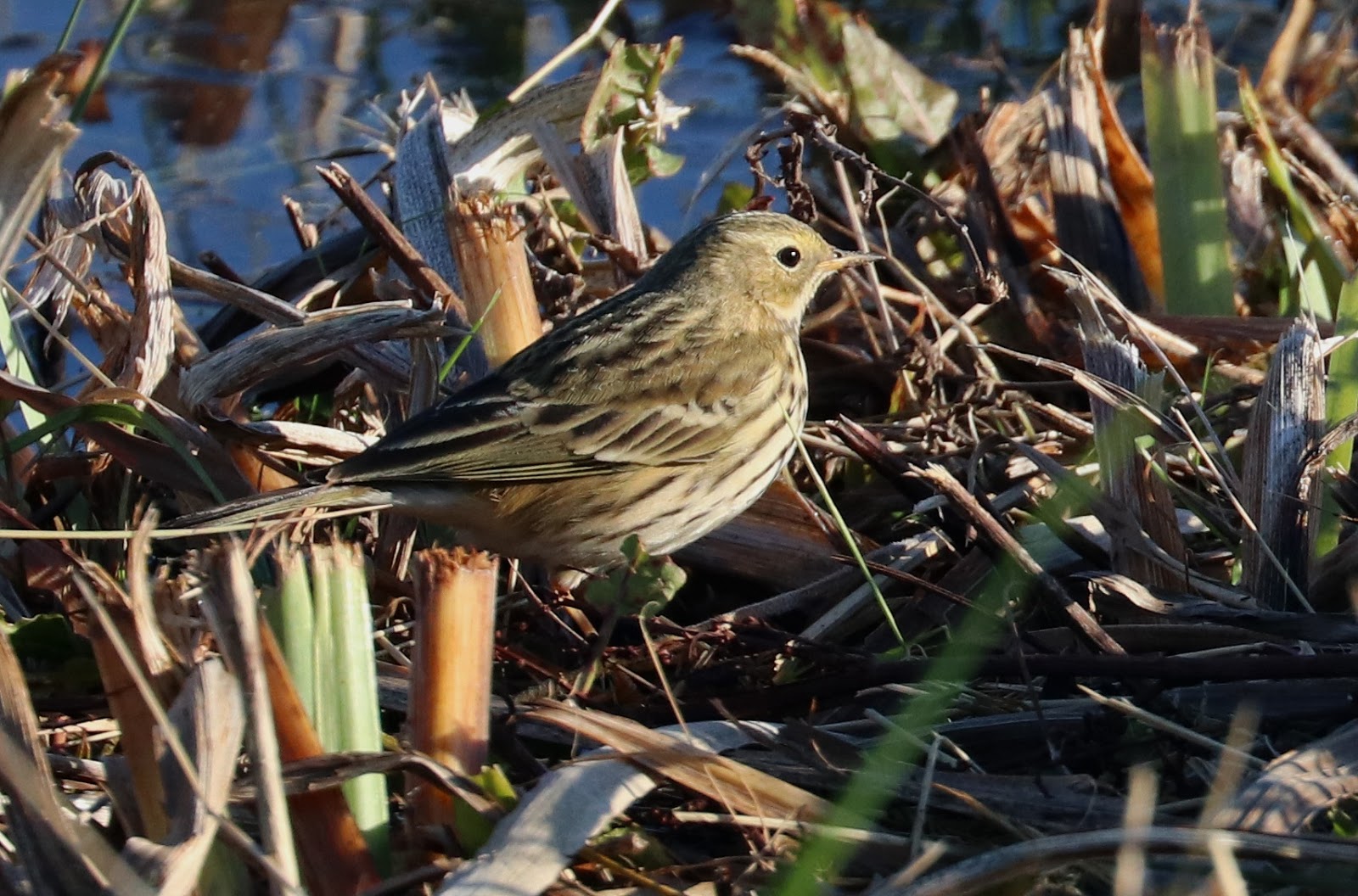 Russ's Blog: A bit chilly...