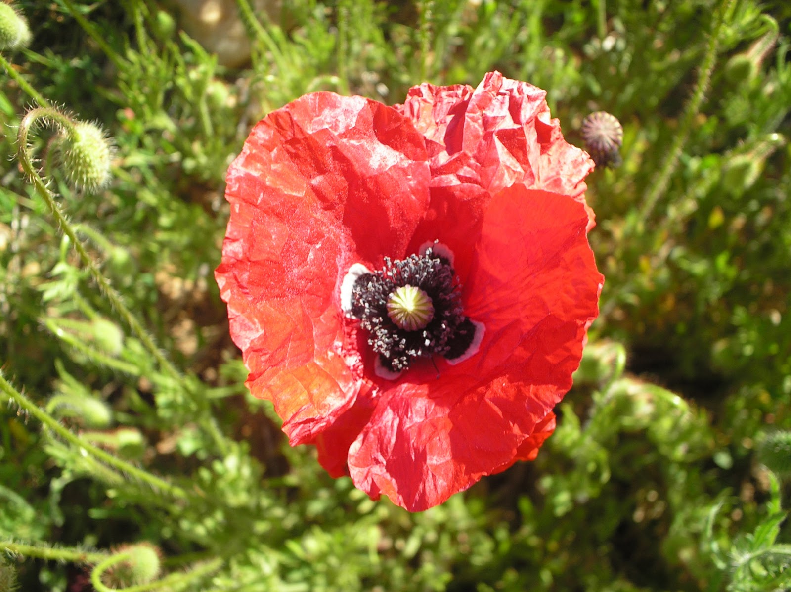 Recursos medioambientales: Campos de amapolas