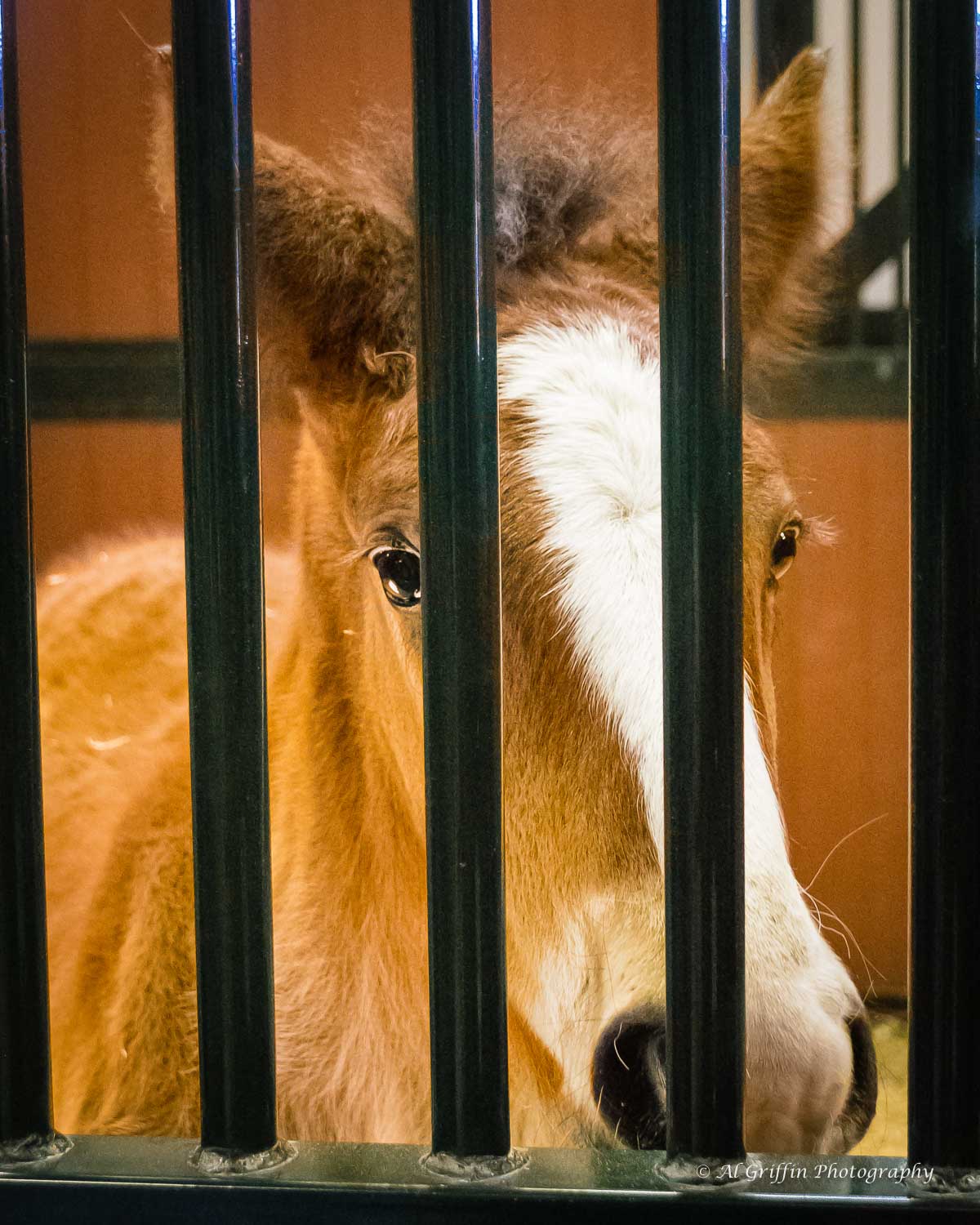 Our Eyes Upon Missouri: Warm Springs Ranch, Home of the World-Famous ...