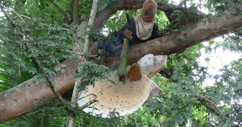 MADU HUTAN SIALANG - Aaliya Honey