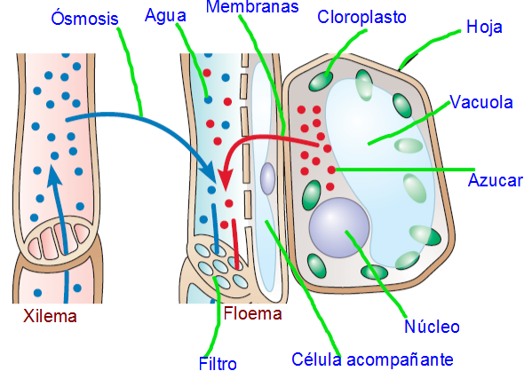 Ciencias de Joseleg: El floema transloca azúcares