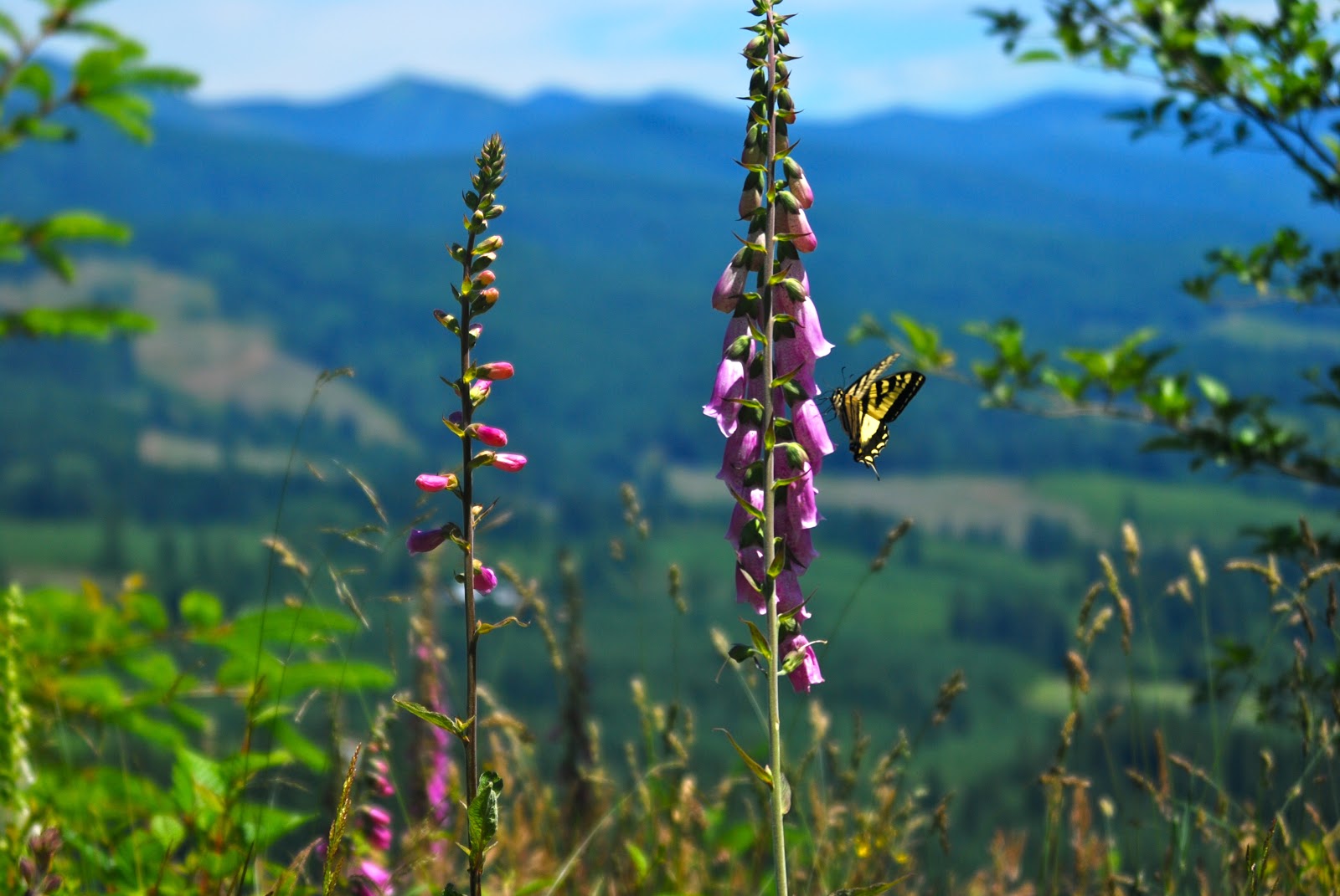 Roger and Jennifer Colby ...Hiking and Backpacking in the Pacific ...