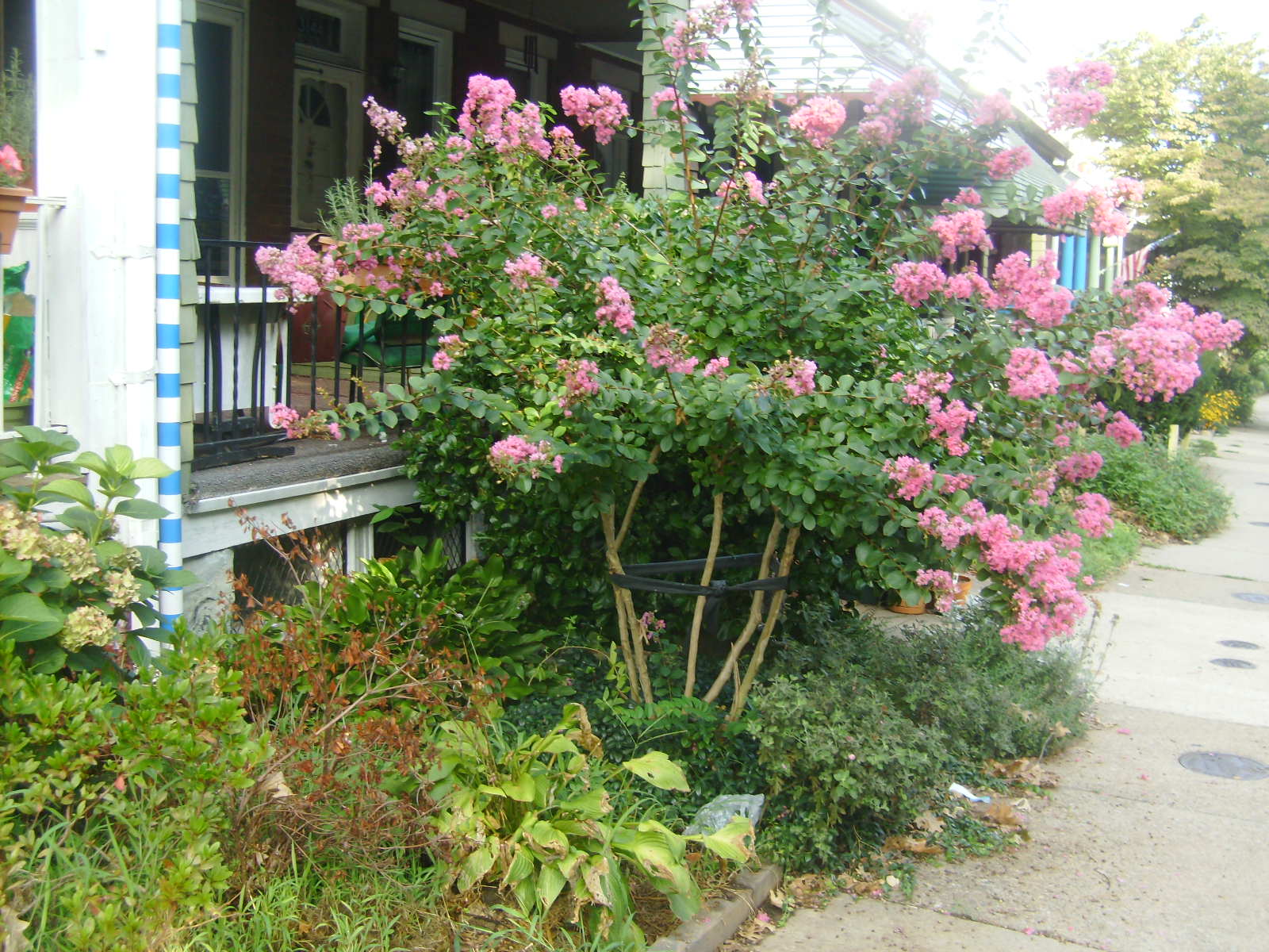 Popular Southern Shrubs By Doodle