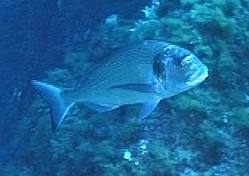 Pesca a mare: Chi è l'orata ? il mare la conosce ma noi