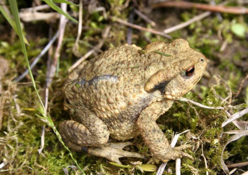 The Adventures Of Otterwoman: Frogs are Creepy and Disturbing