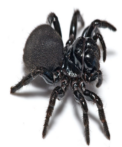 Conheça a Aranha-Rato | Cidade ArteS