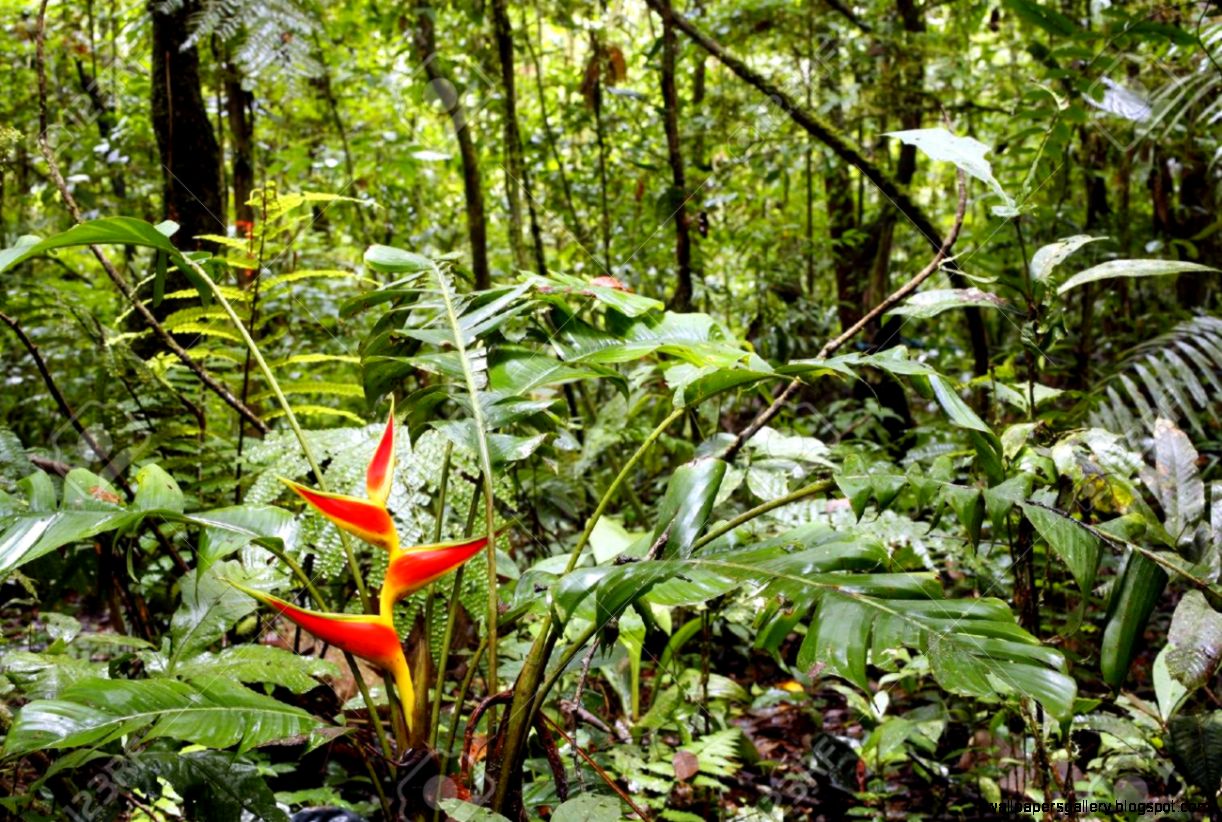 Amazon Rainforest Trees And Plants | Wallpapers Gallery