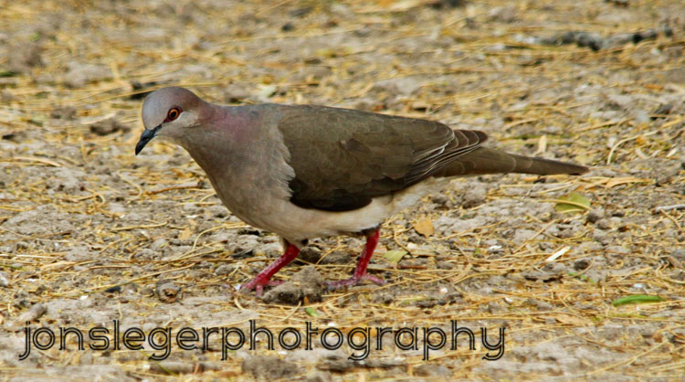 Northern Illinois Birder