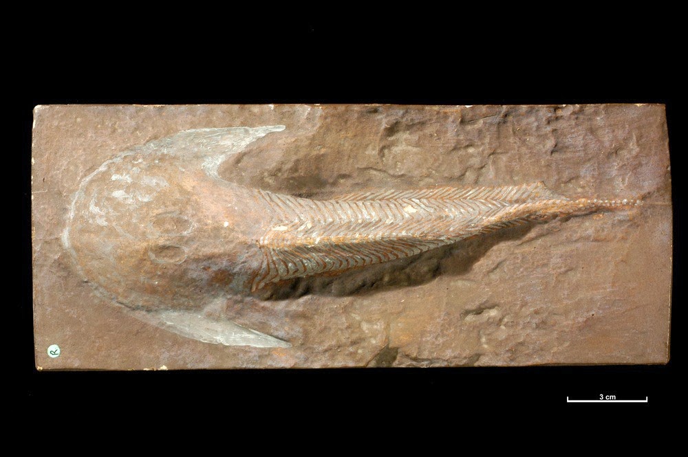 BGS Geoheritage – images from the collections: Fossil fish from the ...