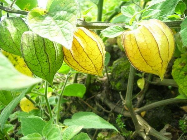 Aguaymanto, El fruto de los Andes.