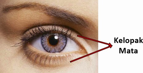 Kelopak Mata | PENGERTIAN
