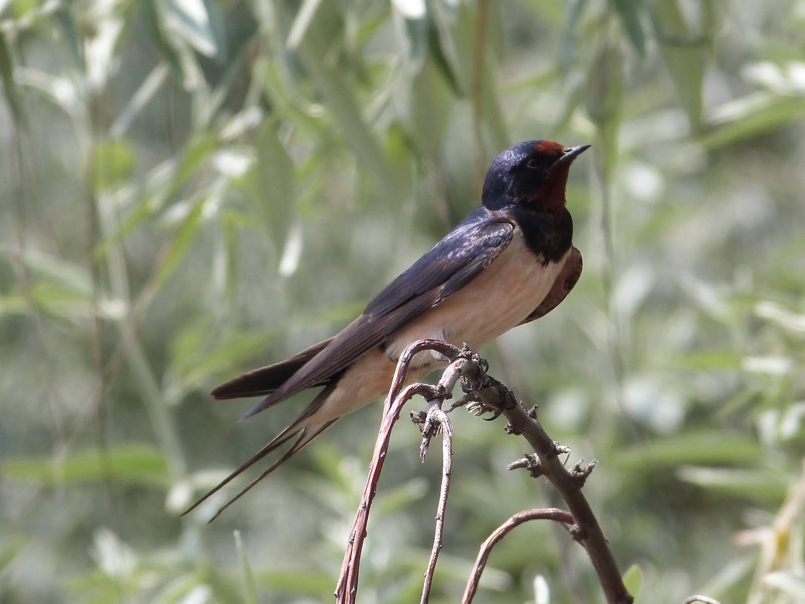 Frumusetile naturii: Randunica (Hirundo rustica)