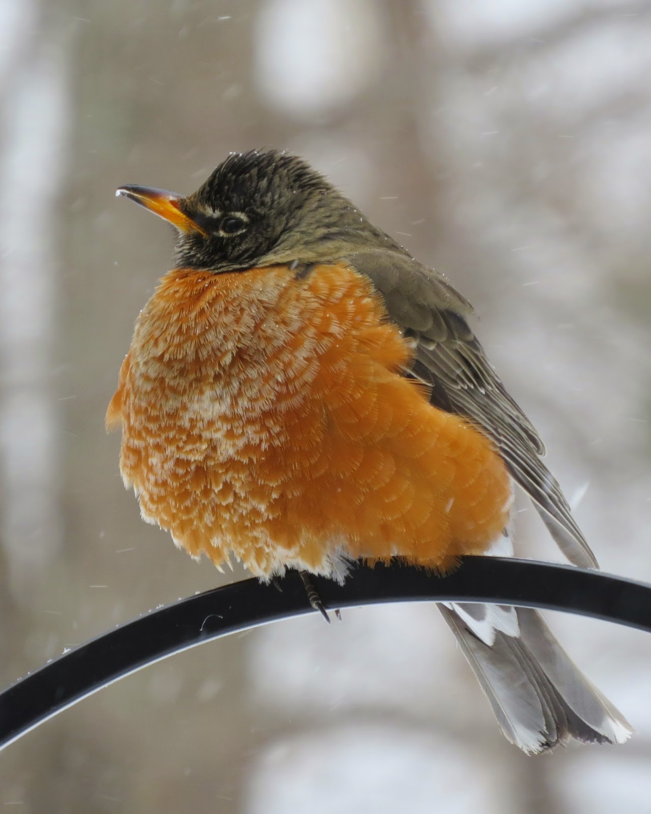 Things with Wings: Puffed Up Bird Contest