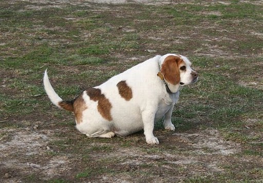 Funniest Overweight animals | 100knot