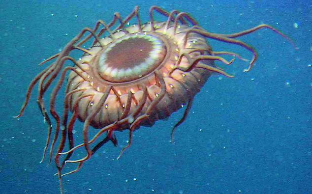 Weird Deep Sea Creatures (60 Images) ~ TTBTS Rons World News
