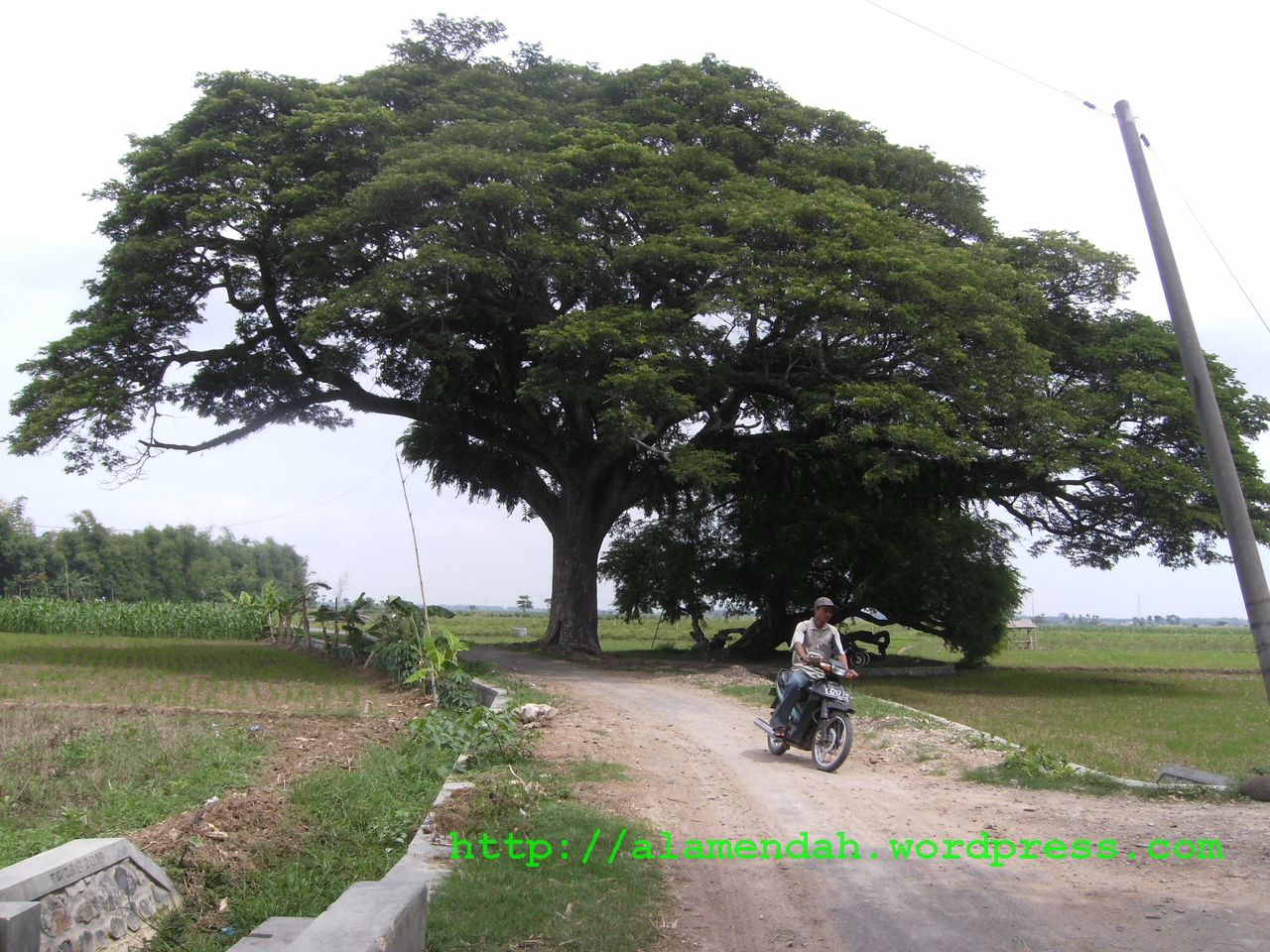 agriculture benefits: Trembesi (Samanea Saman)