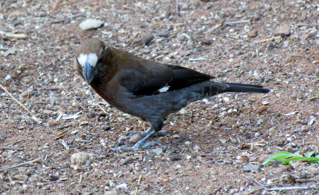 Ons geveerde vriende : Voëls in ons tuin