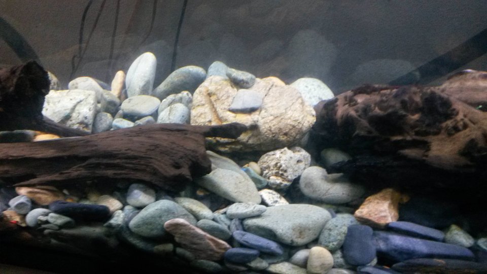 A GAMER'S WIFE: How to Boost Root Growth in Aquarium Plants