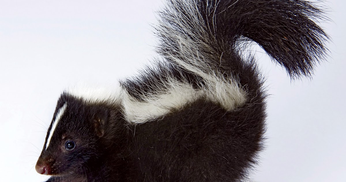 Cara Memelihara Sigung | Drh. Fira Sovica