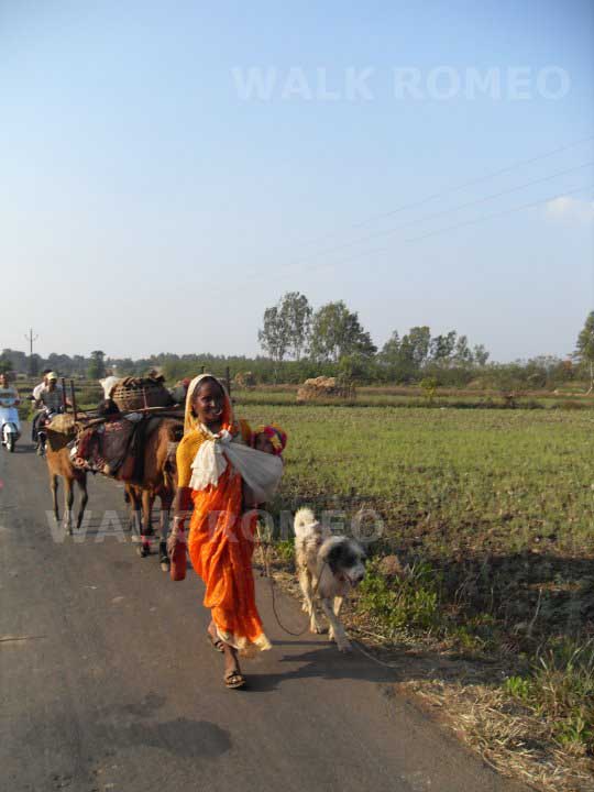 Are you a Primitive Dog fan?: Not INDogs: The Dhangar Dog of Maharashtra