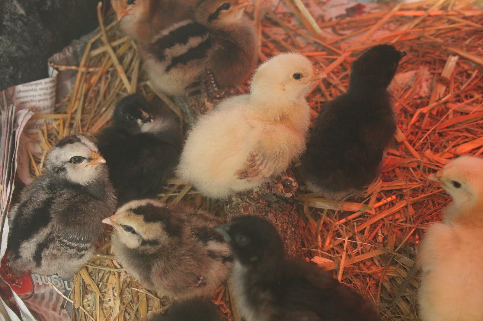 Heeby-Jeeby chickens: Forgetfulness and Farm Chores