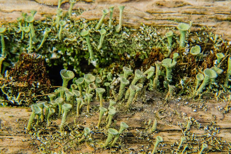 Pacific Northwest Photography: Cladonia (cup lichen)