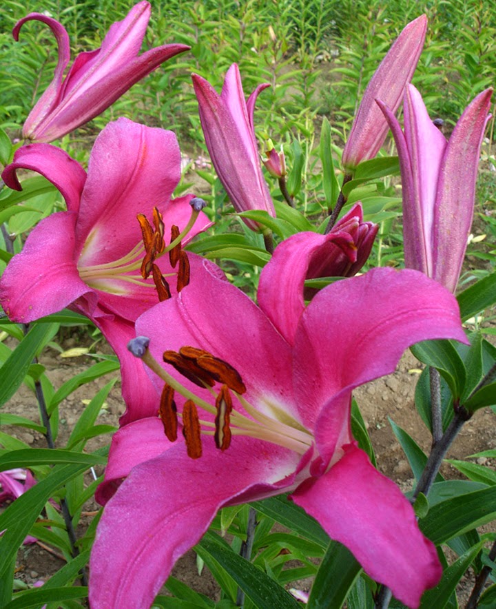 B&D Lilies Garden Blog: Be mindful of lily bulblets.