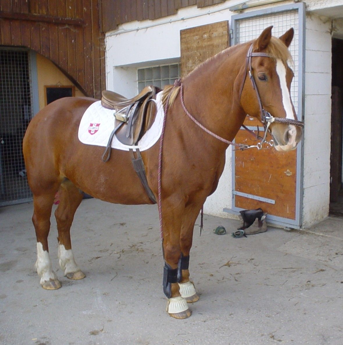 Cavalos Exóticos / Exotic Horses: Freiberger / Franches-Montagnes