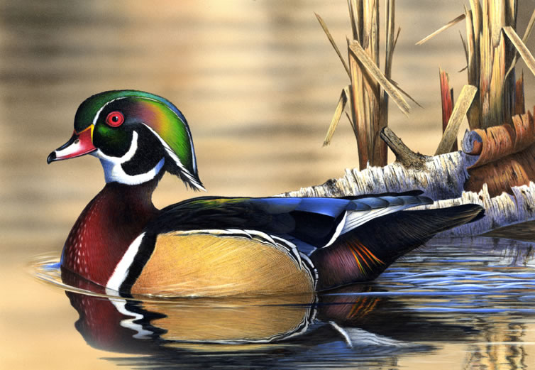 TYWKIWDBI ("Tai-Wiki-Widbee"): Federal duck stamp entries