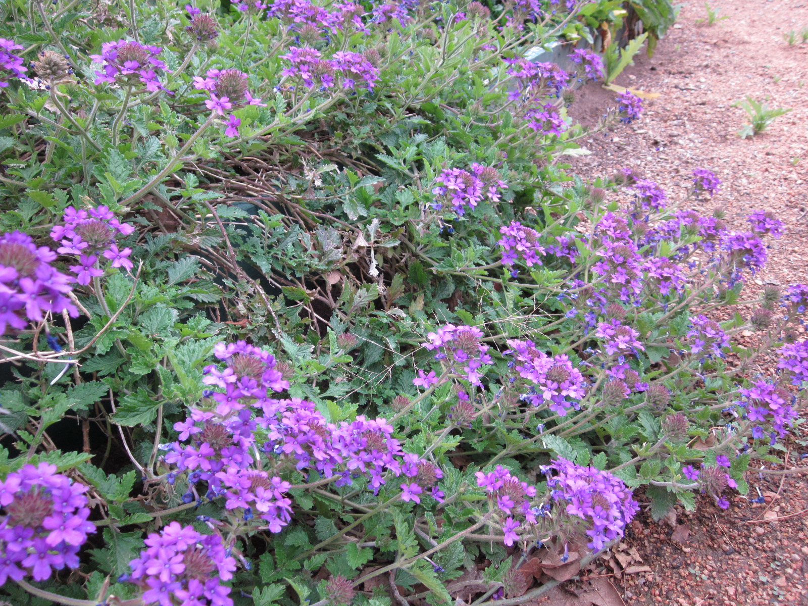 Lisa Bonassin's Garden: Homestead Purple Verbena March 9, 2013