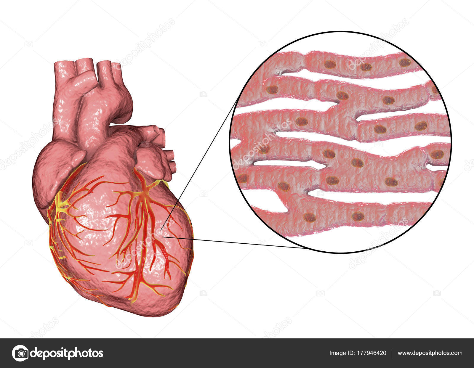 HISTO-EMBRIOLOGIA: TEJIDO MUSCULAR CARDÍACO