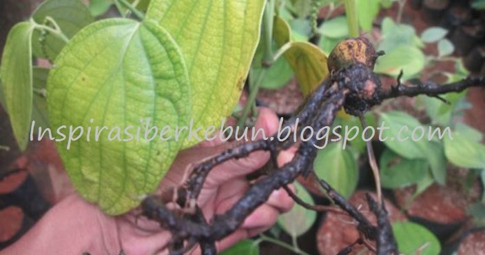 Cara Mengatasi Penyakit Busuk Akar Pada Tanaman Lada Merica - TOPIK ...