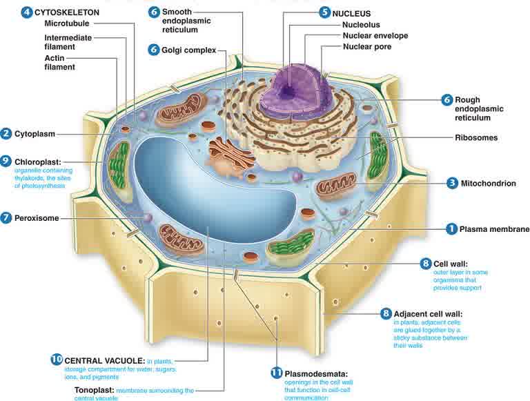 Organel Sel ~ Biologi