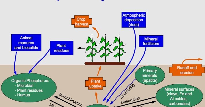 Basic Soil Components | My Planting Hobby ( Information carriers)
