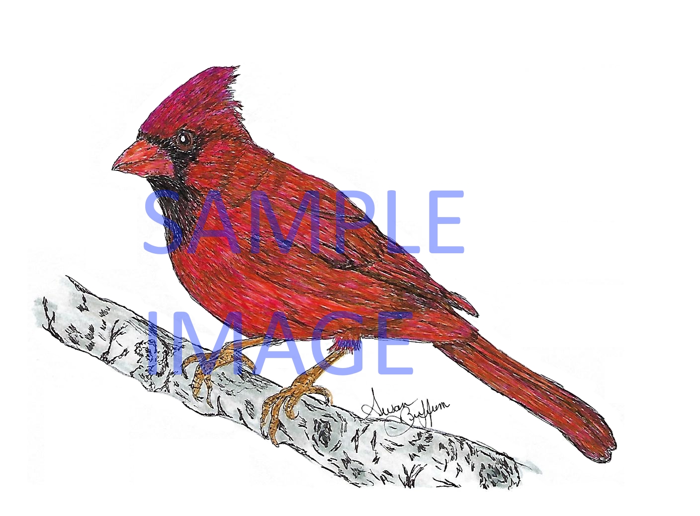 Susan Buffum- Author: Birds