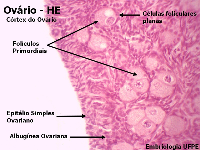 Embriologia UFPE: Ovogênese