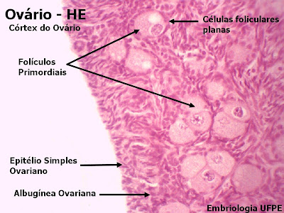 Embriologia UFPE: Ovogênese