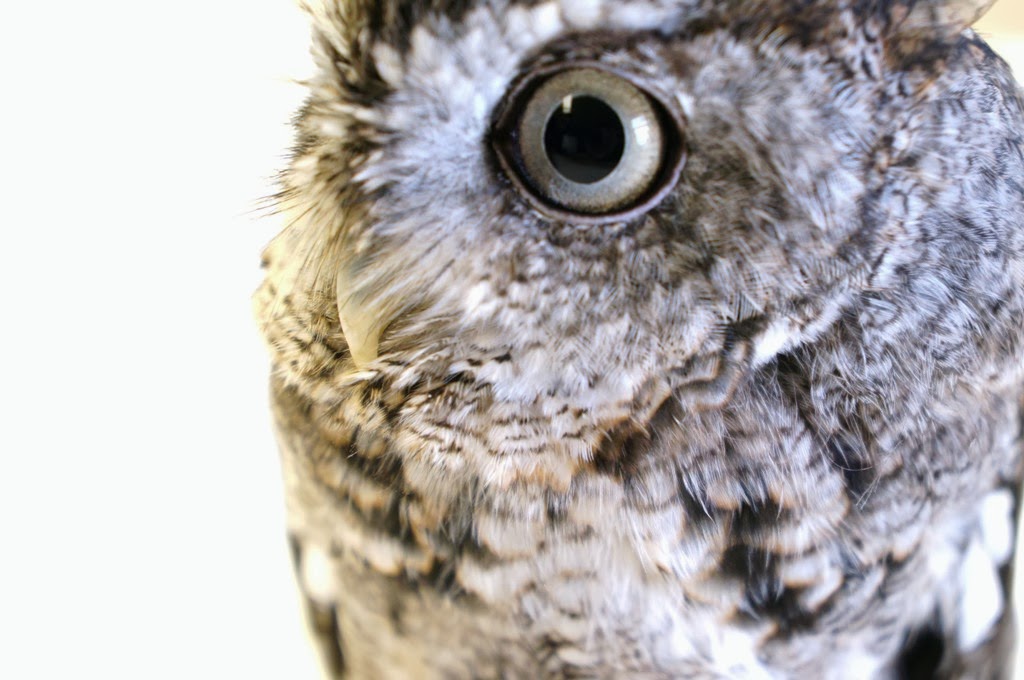 Good Natured: Fur, Feathers & Scales - Screech Owl