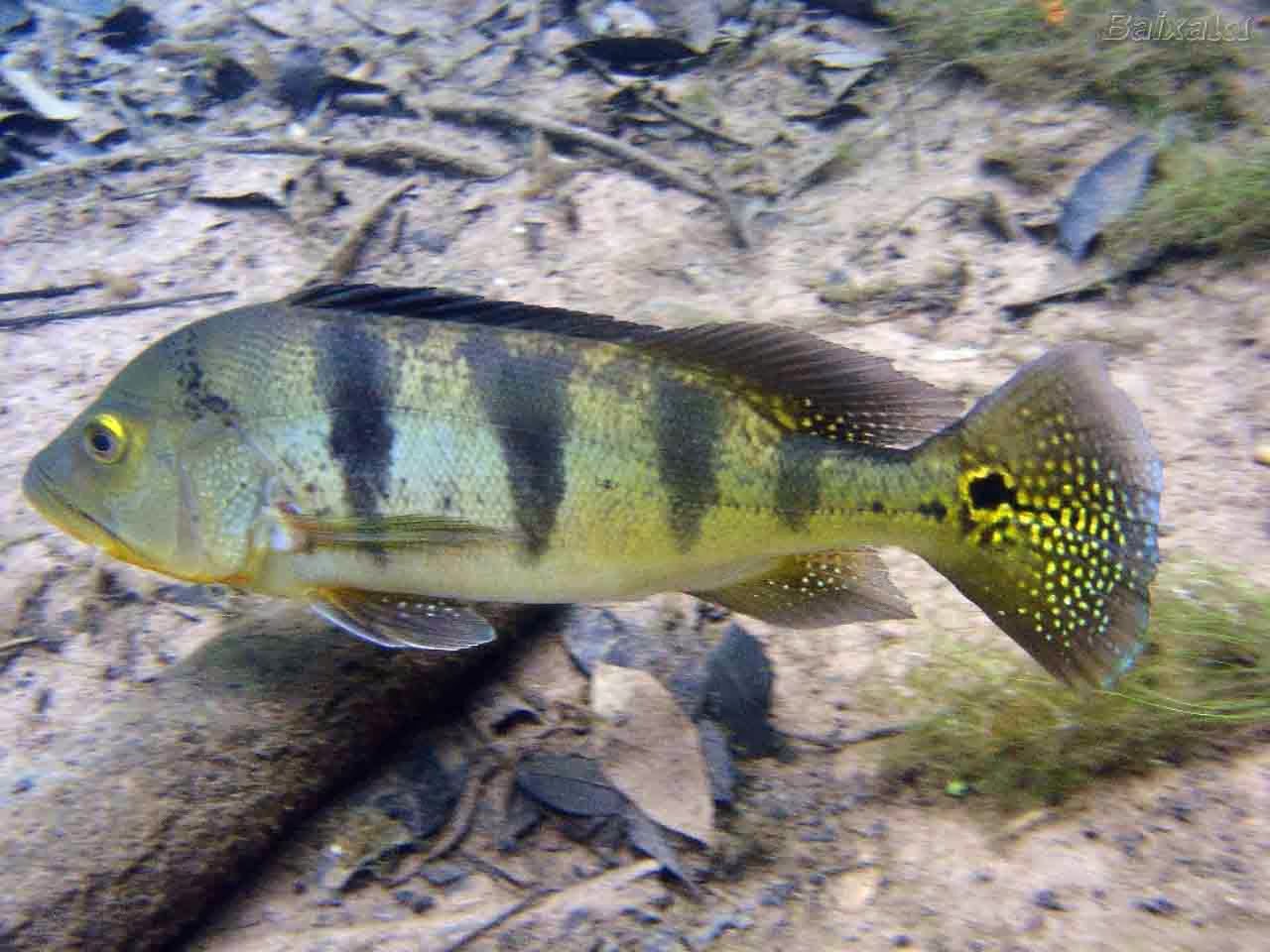 Turismo no Mato Grosso do Sul: Peixe Tucunaré é de que origem?