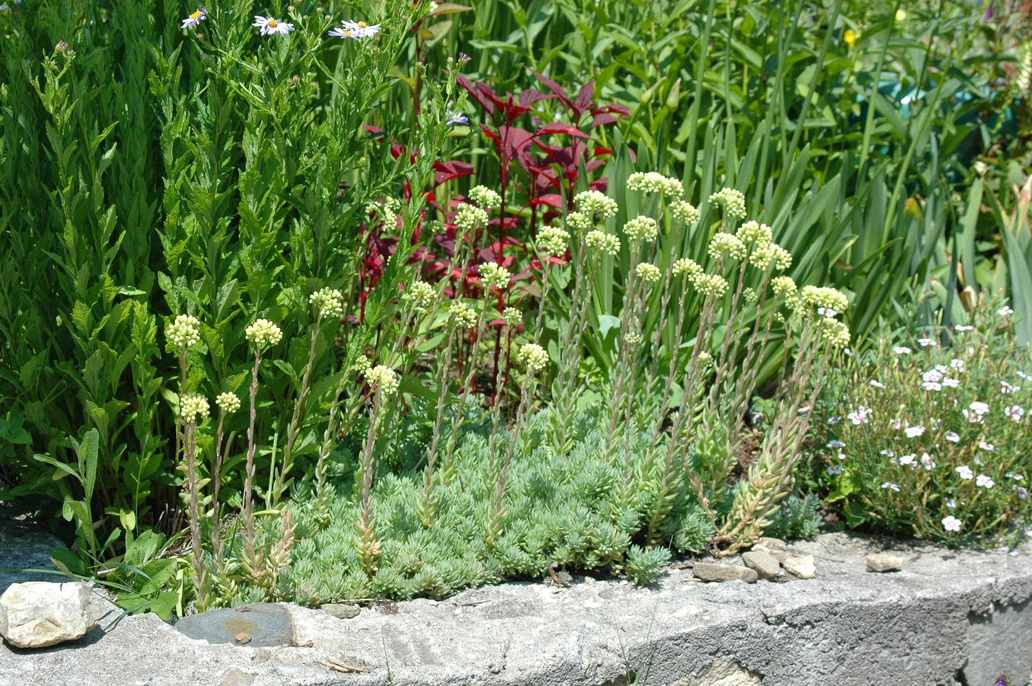 Roche Fleurie Garden: More Stonecrops