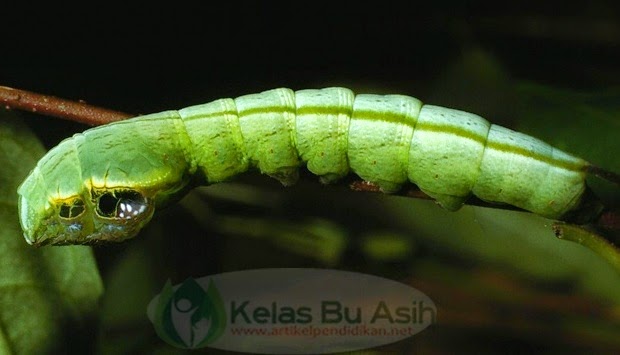 Ulat Unik Berkepala Ular