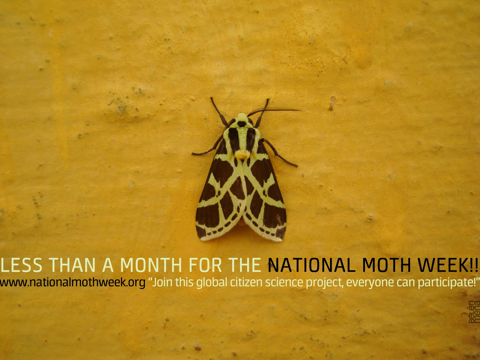 belenmena: NATIONAL MOTH WEEK!!!