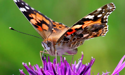 Hurricane Science Spot: Butterfly flys Southwest airlines to Texas from ...