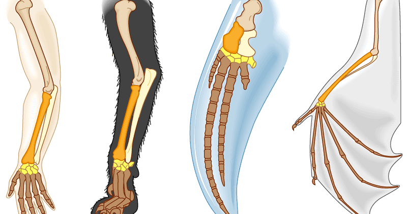 Ciencias Las Cabezas: Actividad 42. Órganos homólogos y análogos.