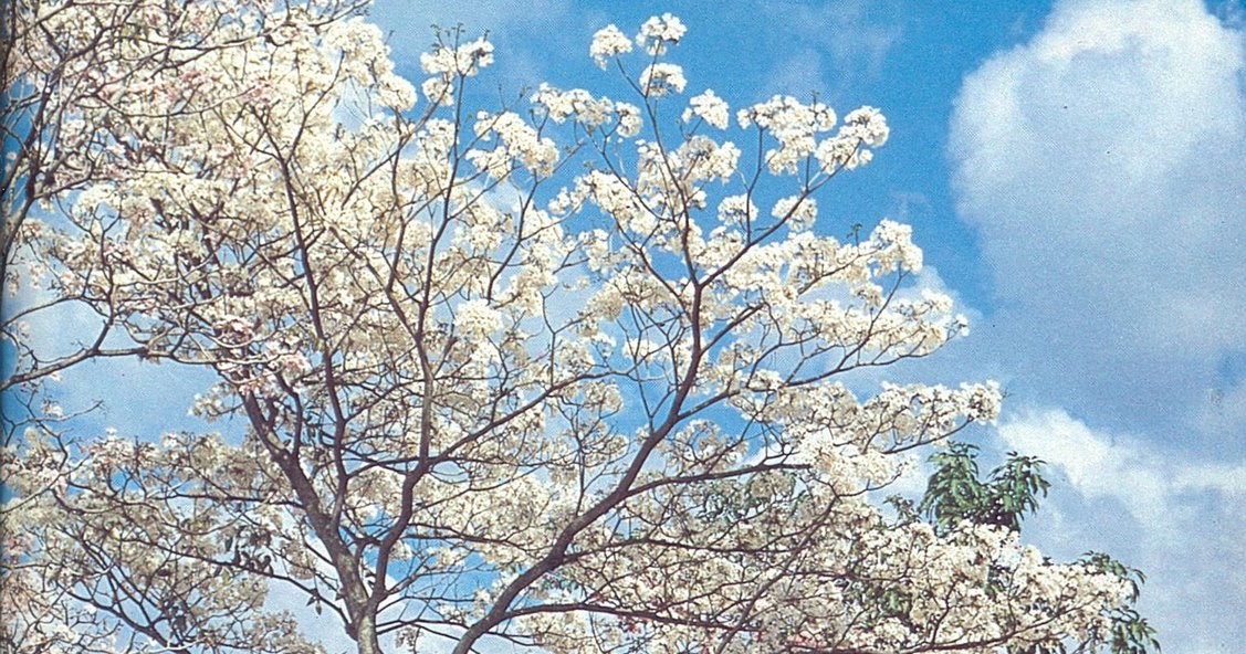 JFRHOUSE: #ArteQuitecturaEcológica motivo El Apamate