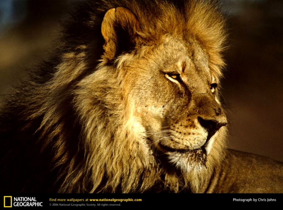 Male Lion Hunting Wallpaper | Wallpapers Gallery
